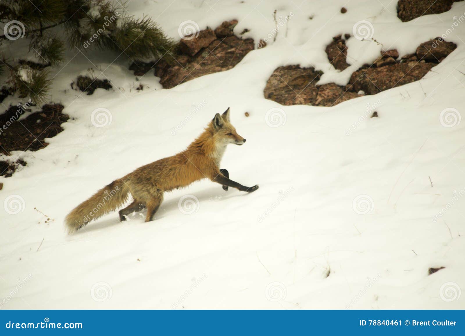 Red Fox in the Snow stock image. Image of wildlife, winter - 78840461