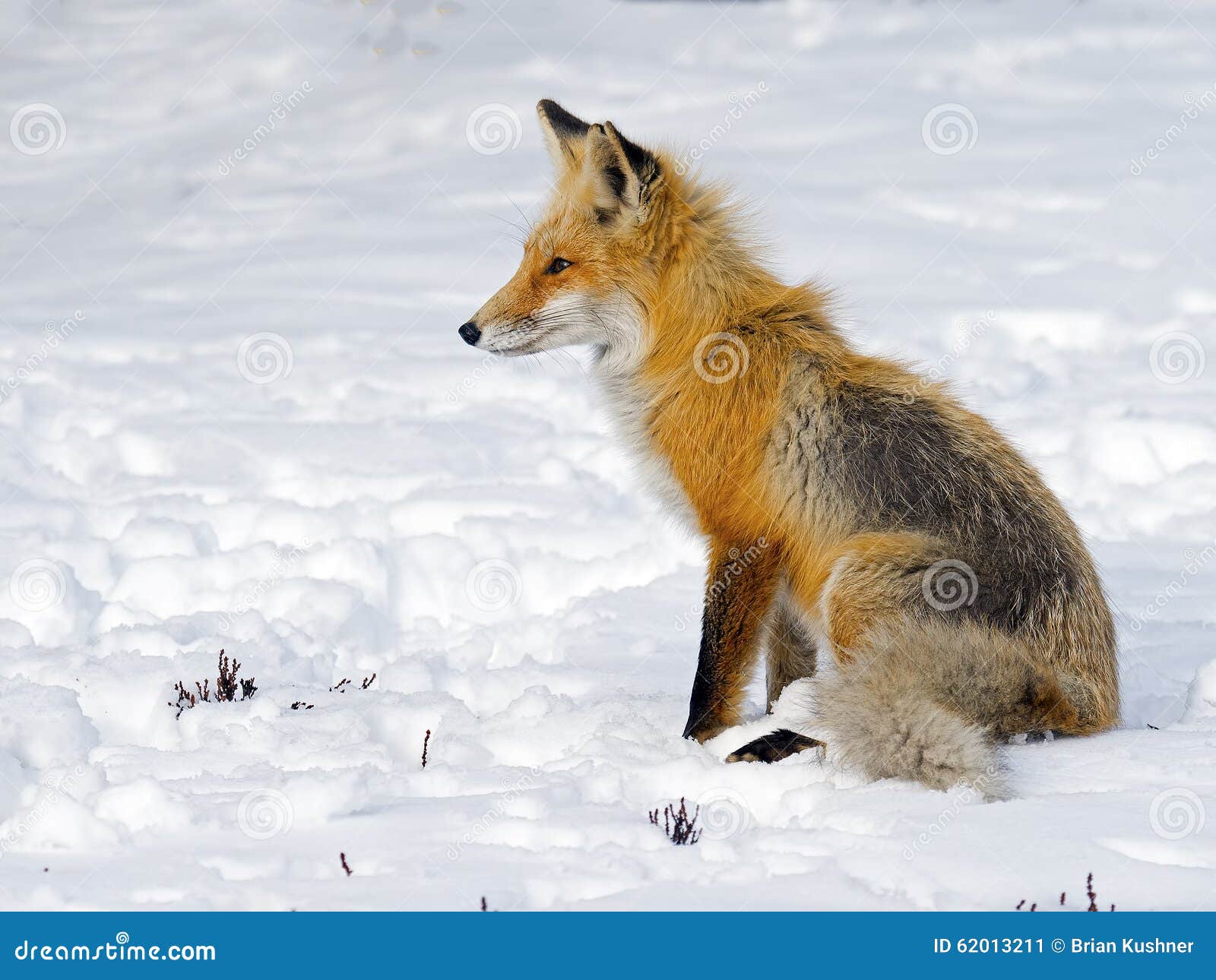Red Fox in Snow stock image. Image of closed, night, vulpes - 62013211