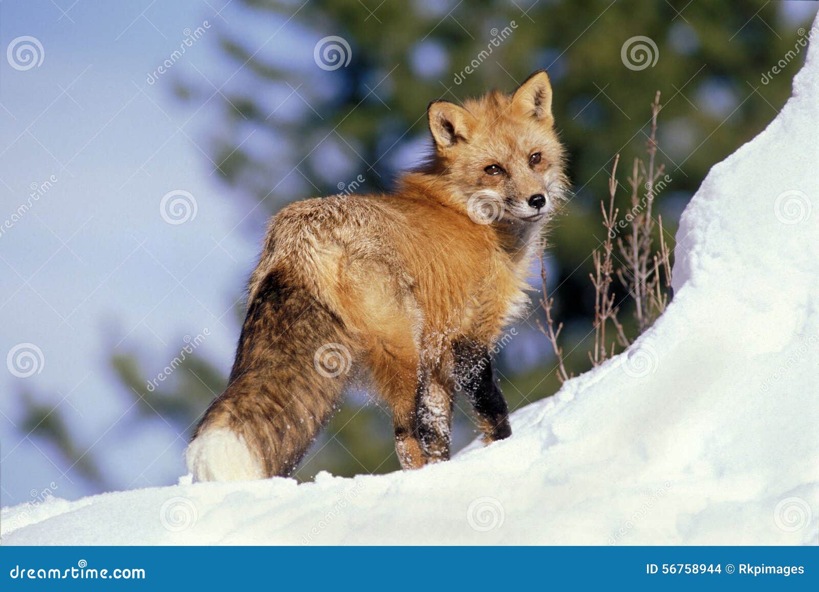 Red Fox in snow stock photo. Image of face, animal, cold - 56758944