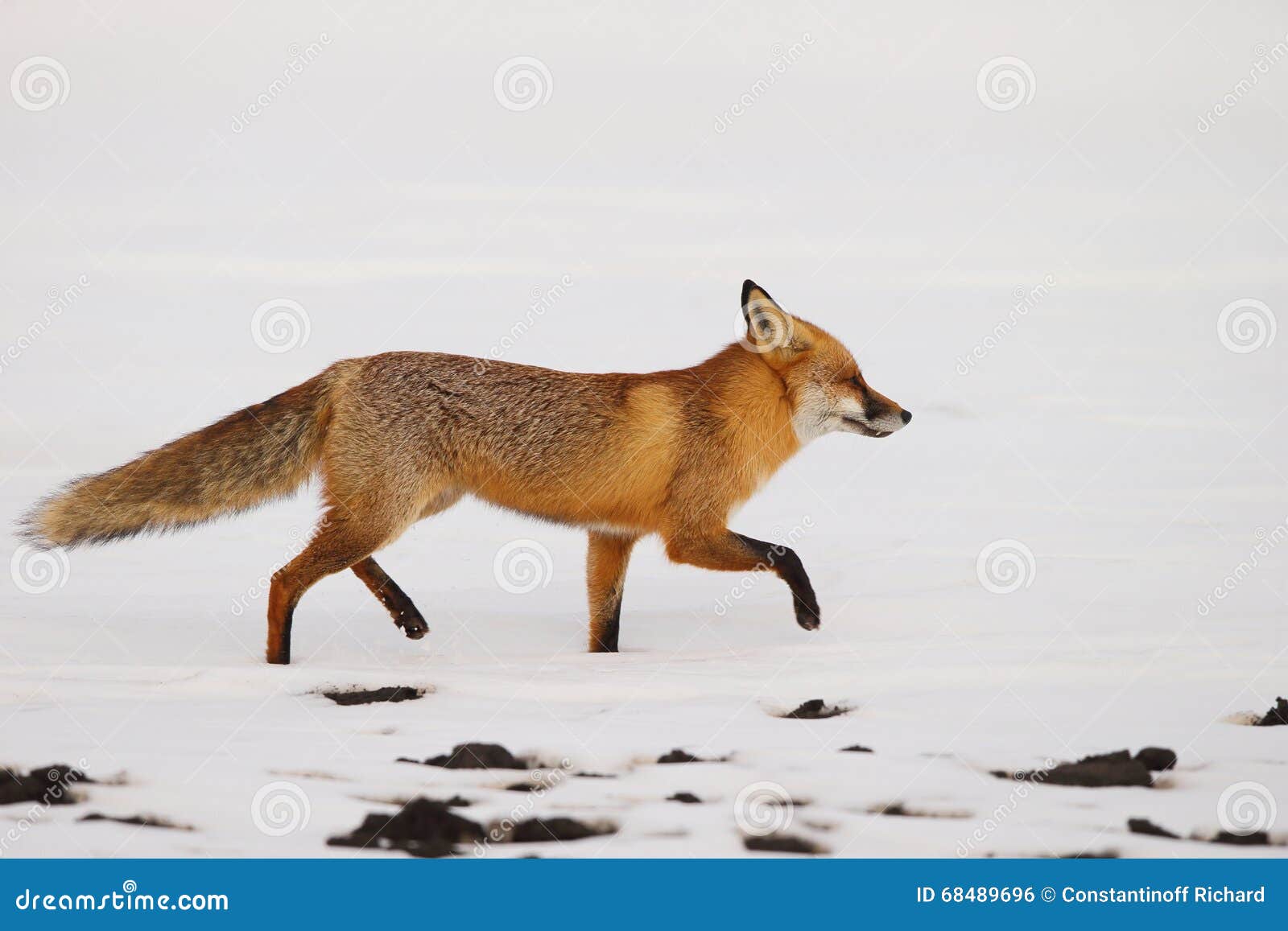 Red fox in the snow stock photo. Image of beautiful, landscape - 68489696