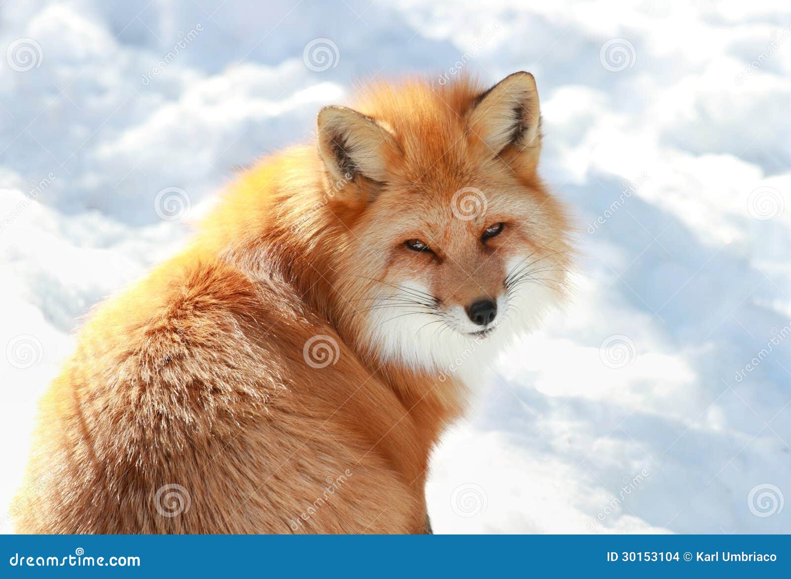 Red fox in snow stock photo. Image of wildlife, mammal - 30153104