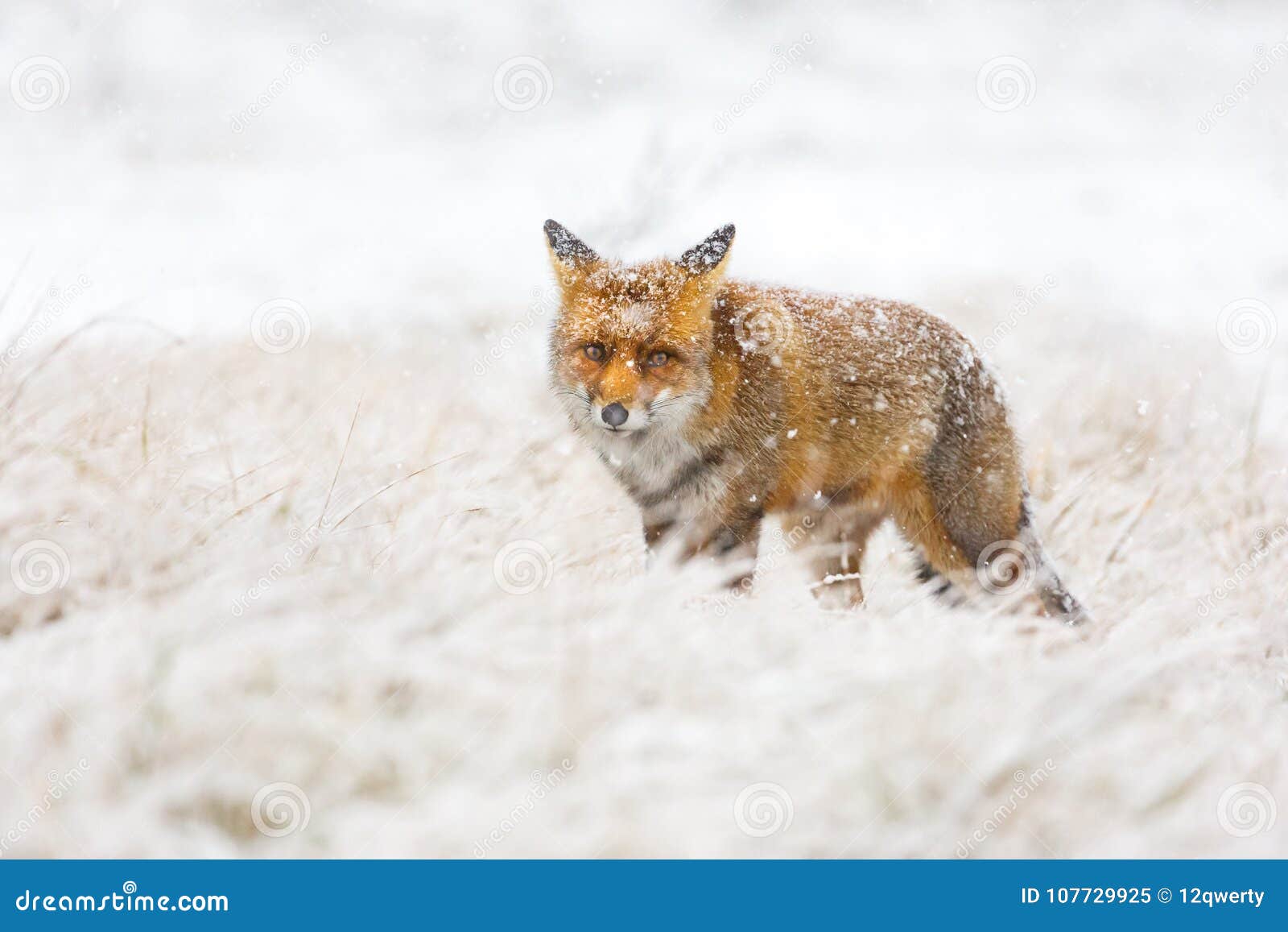 Red fox in the snow stock image. Image of jackal, snout - 107729925