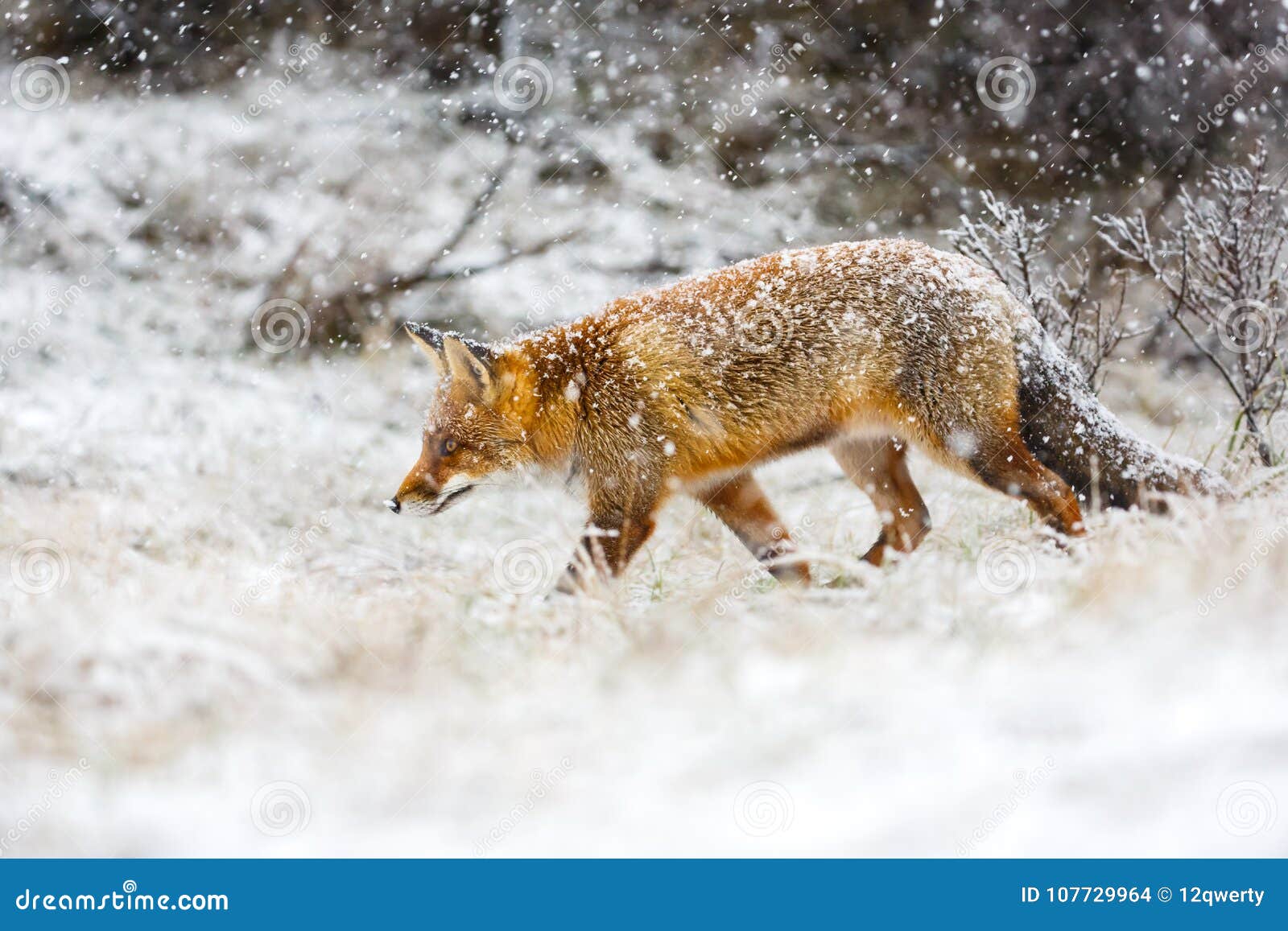 Red fox in the snow stock photo. Image of snout, carnivoran - 107729964