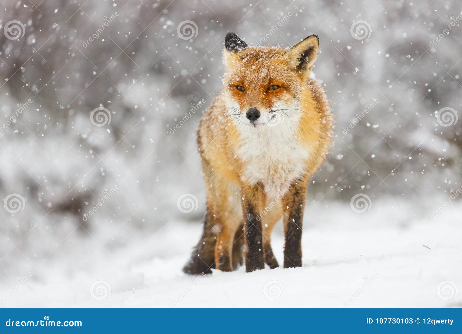 Red fox in the snow stock image. Image of landscape - 107730103