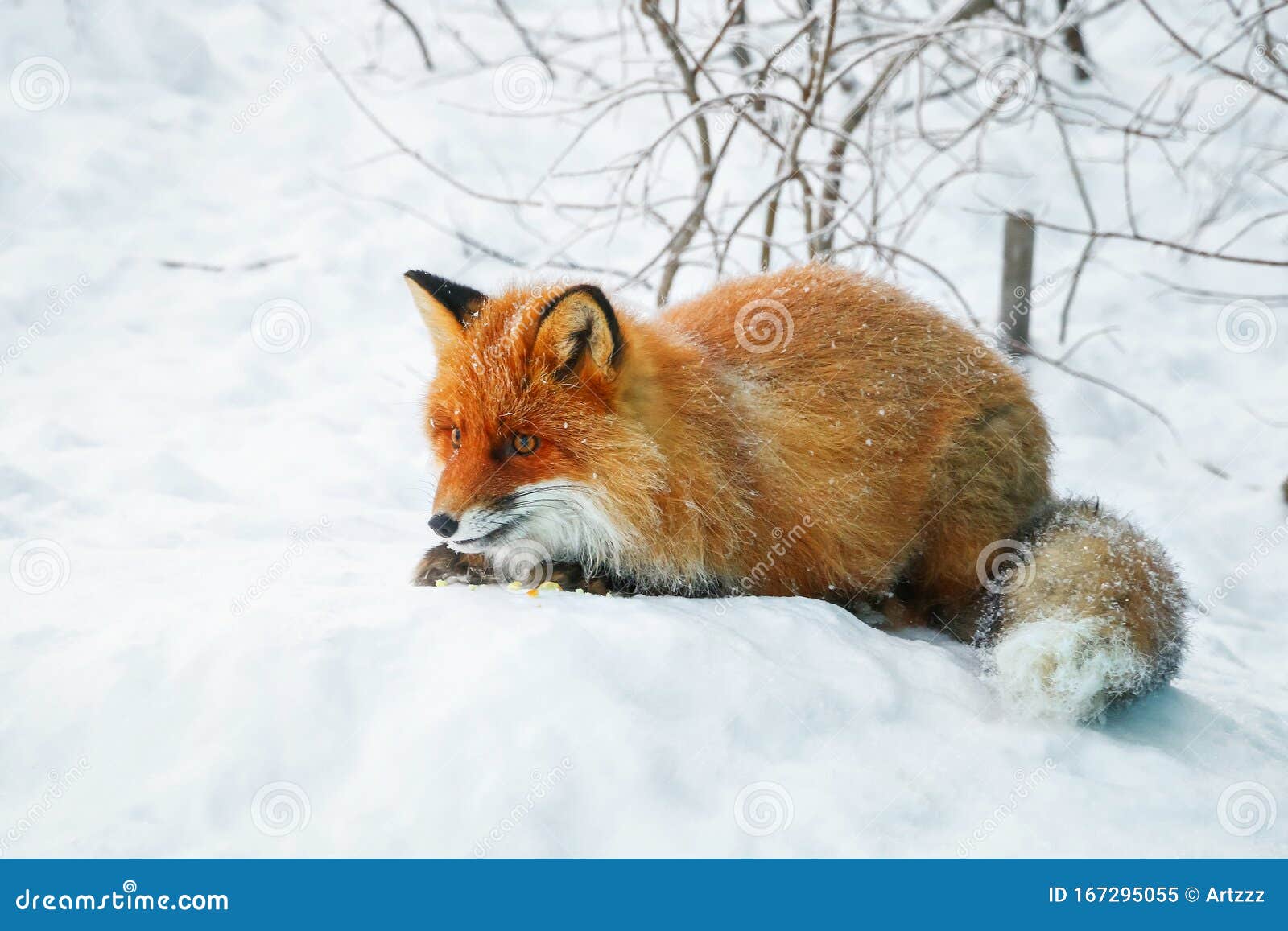 Red fox in a snow stock image. Image of furry, predator - 167295055
