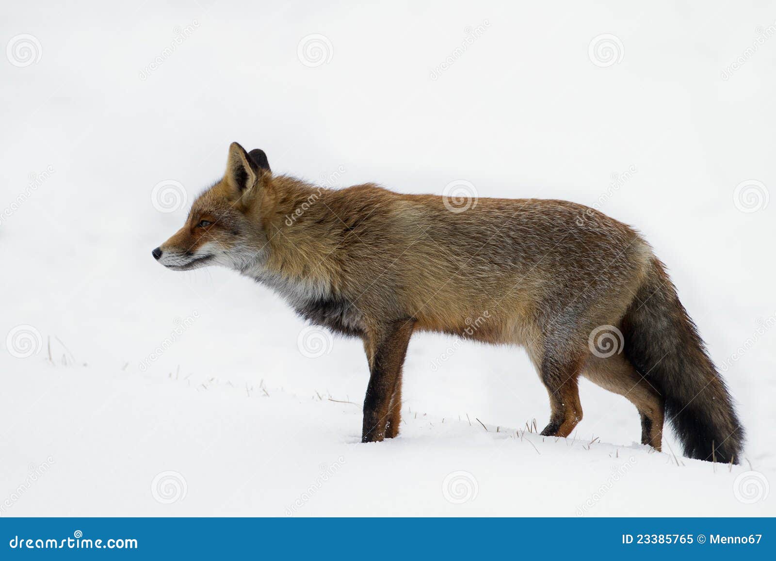 Red Fox in the Snowy Landscape Stock Image - Image of close, carnivore ...