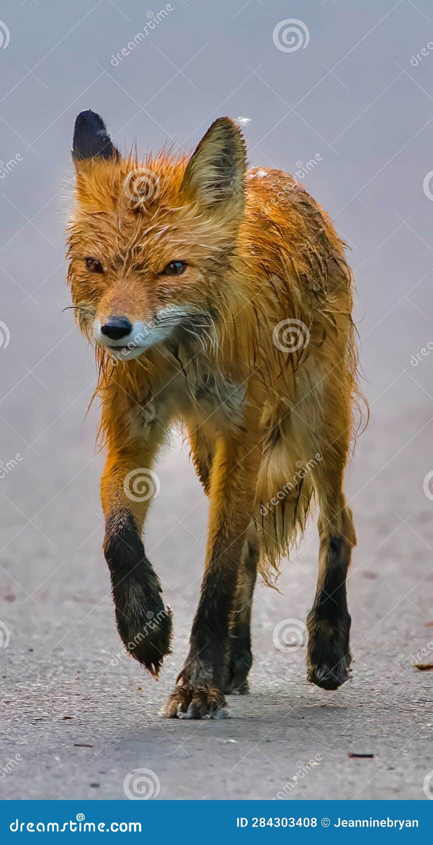 Red Fox stock photo. Image of soaked, walking, summer - 284303408