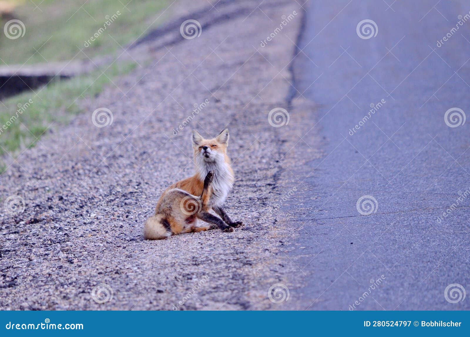 Red fox in spring stock image. Image of canada, animal - 280524797