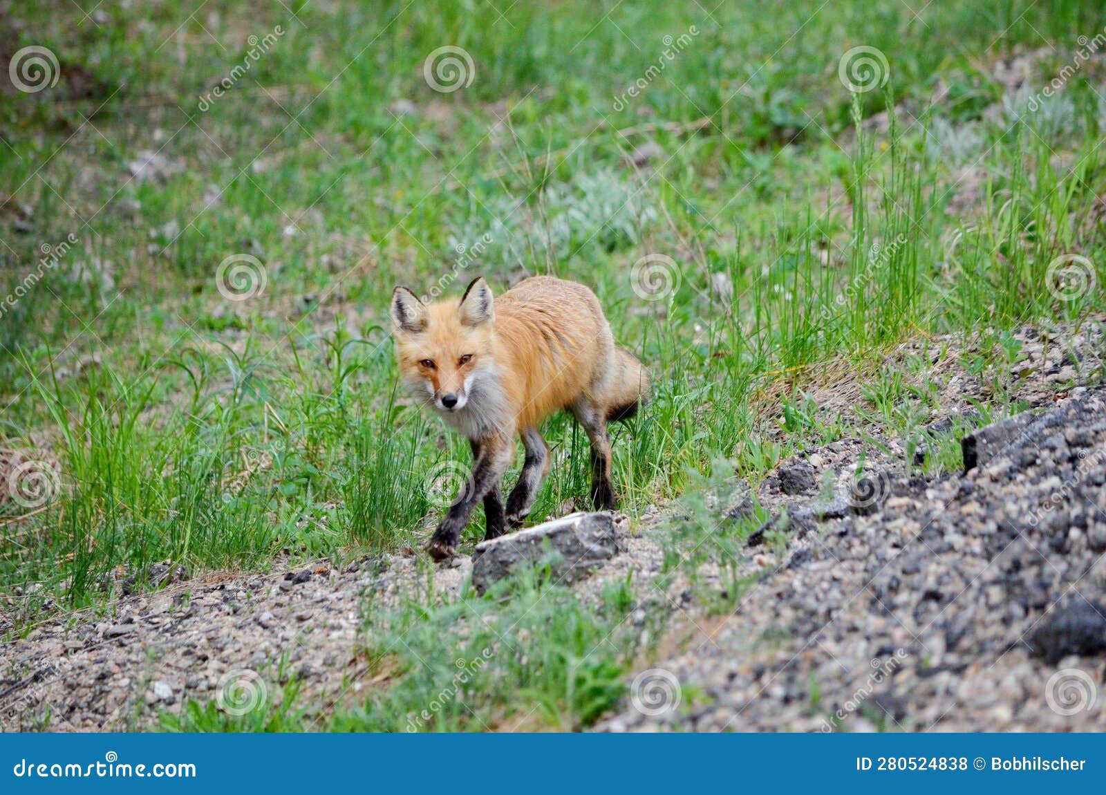 Red fox in spring stock photo. Image of summer, animal - 280524838