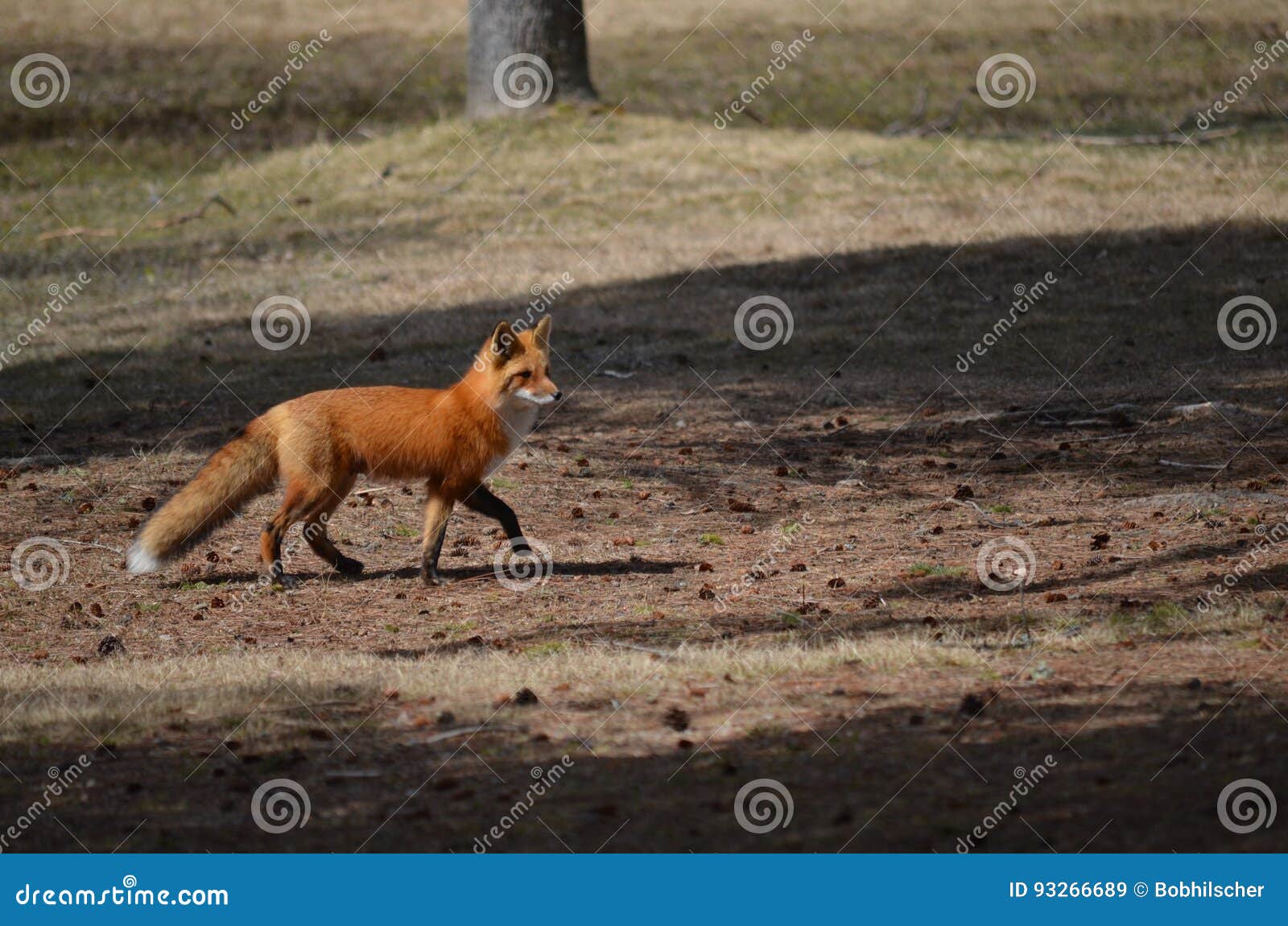 Red Fox in spring setting stock image. Image of algonquinpark - 93266689