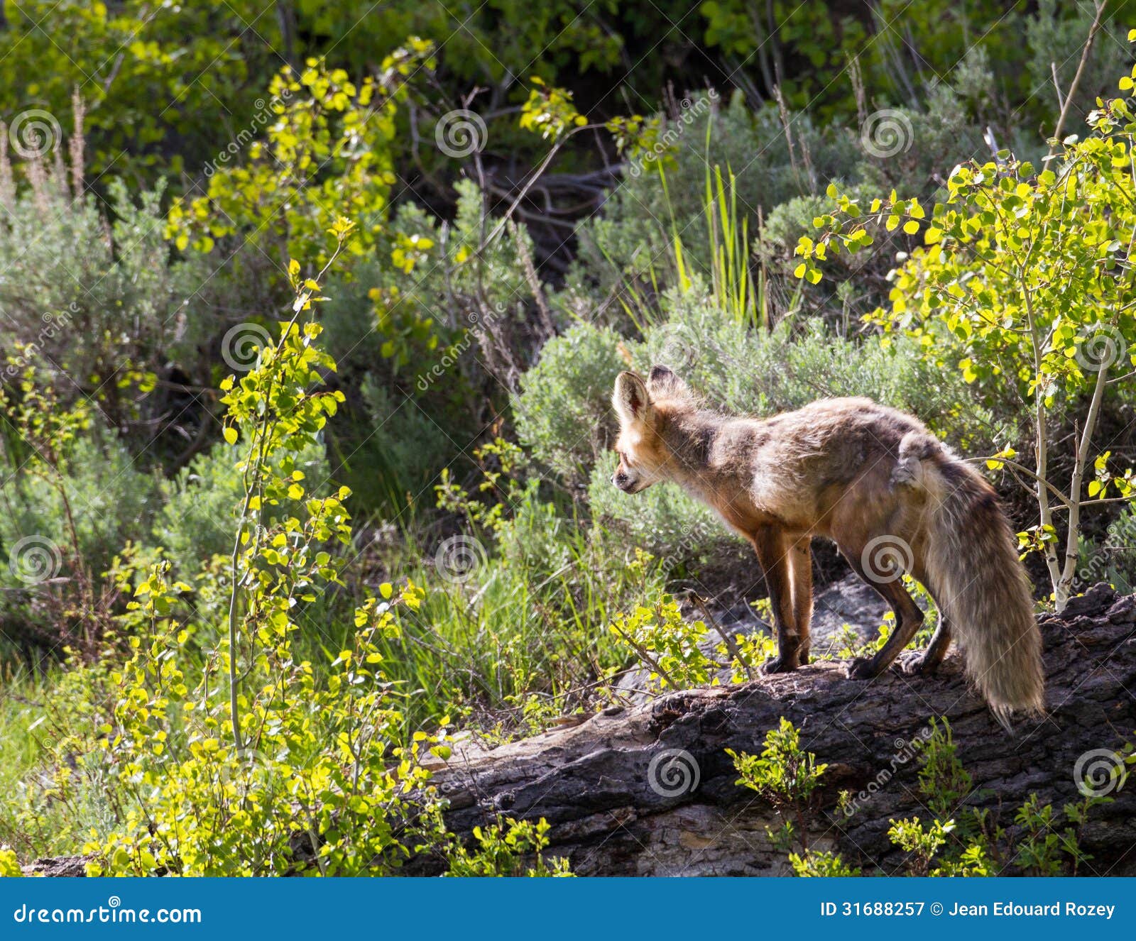 Red Fox stock image. Image of fauna, mammal, ecosystem - 31688257