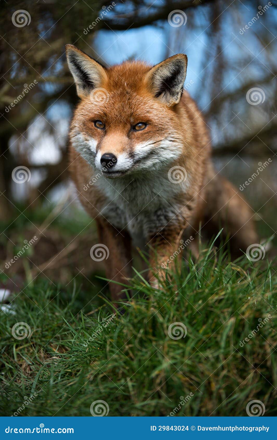 Stalking Fox stock photo. Image of hunter, rust, vulpes - 29843024