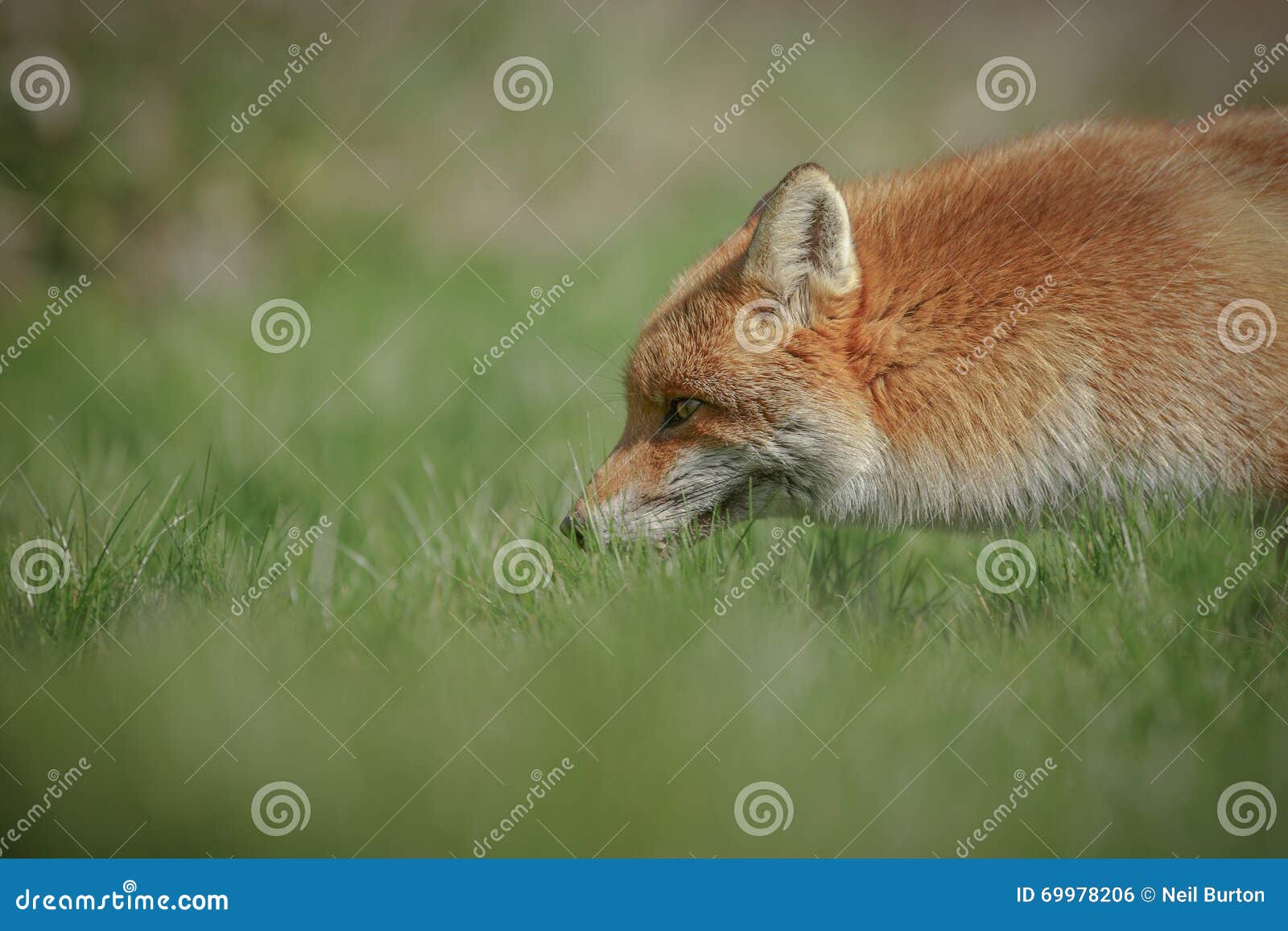 Red fox stalking stock photo. Image of orange, grass - 69978206