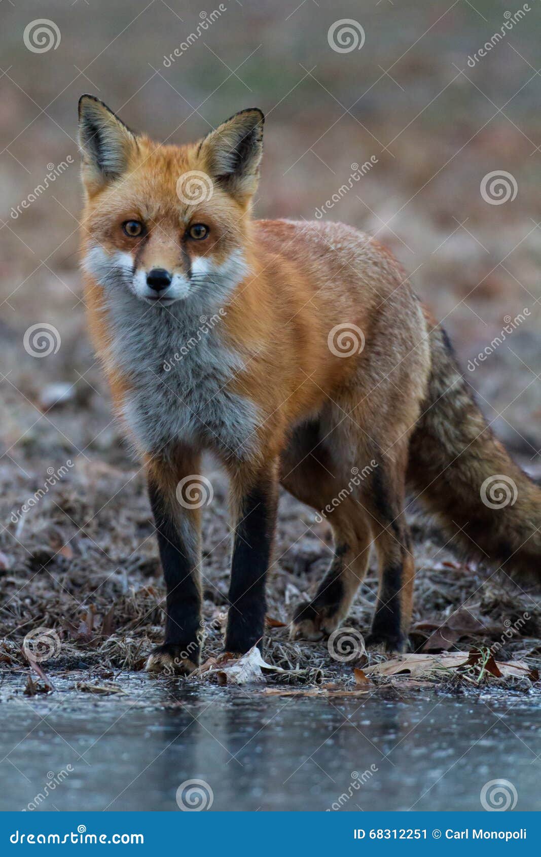 Red Fox Stalking Stock Photos - Download 103 Royalty Free Photos