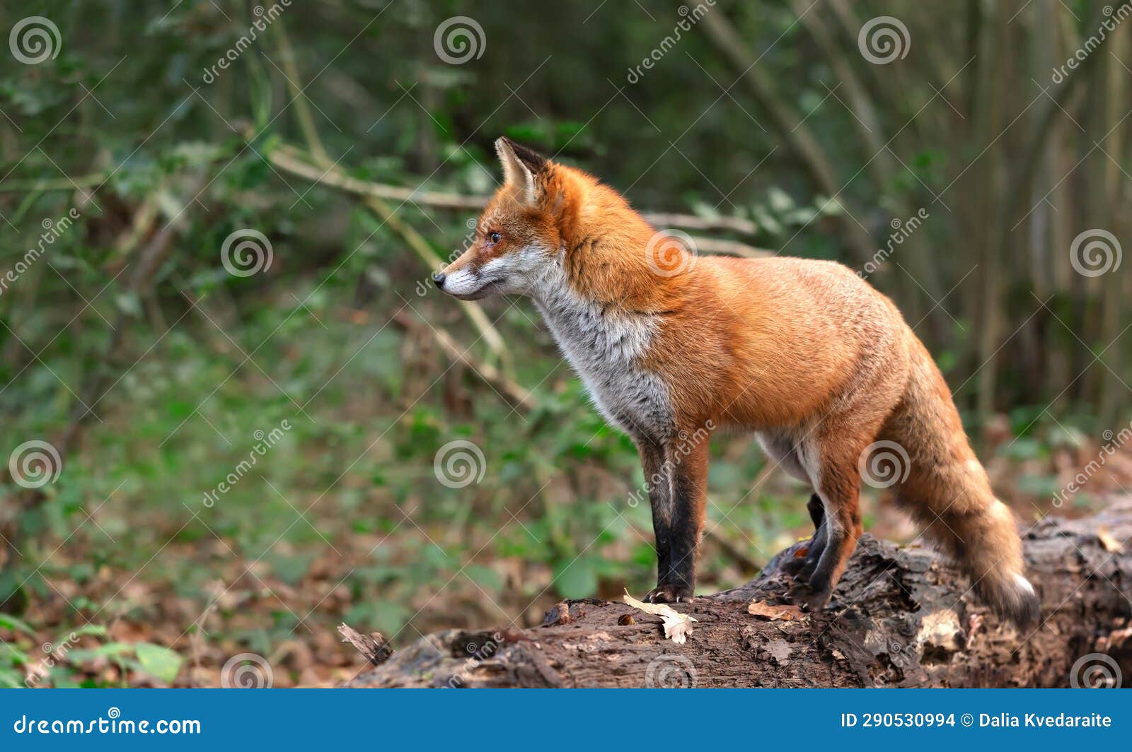 Red Fox Standing on Fallen Tree Log in a Forest Stock Photo - Image of ...