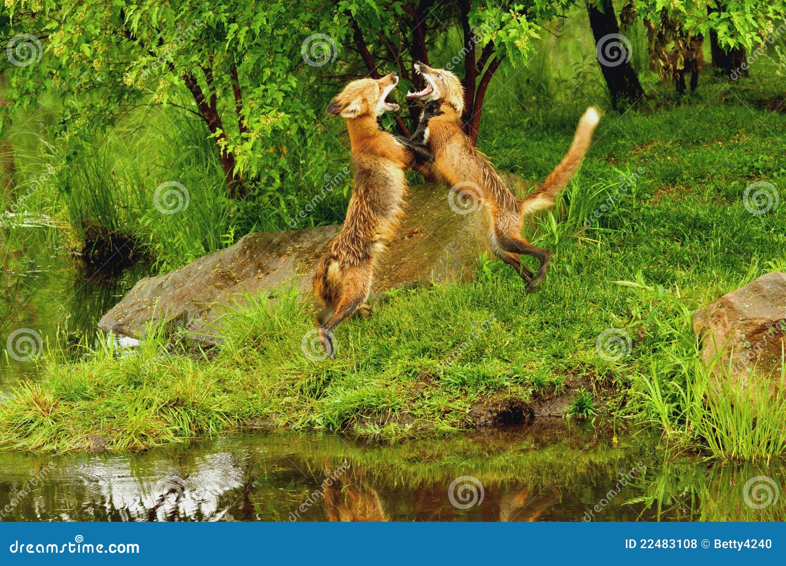 Red Fox Standing and Fighting Stock Photo - Image of water, fighting ...