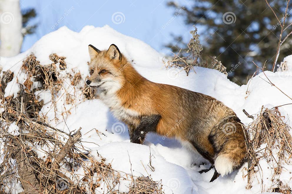 Red Fox Standing at Full Alert Stock Image - Image of canidae, mamashy ...
