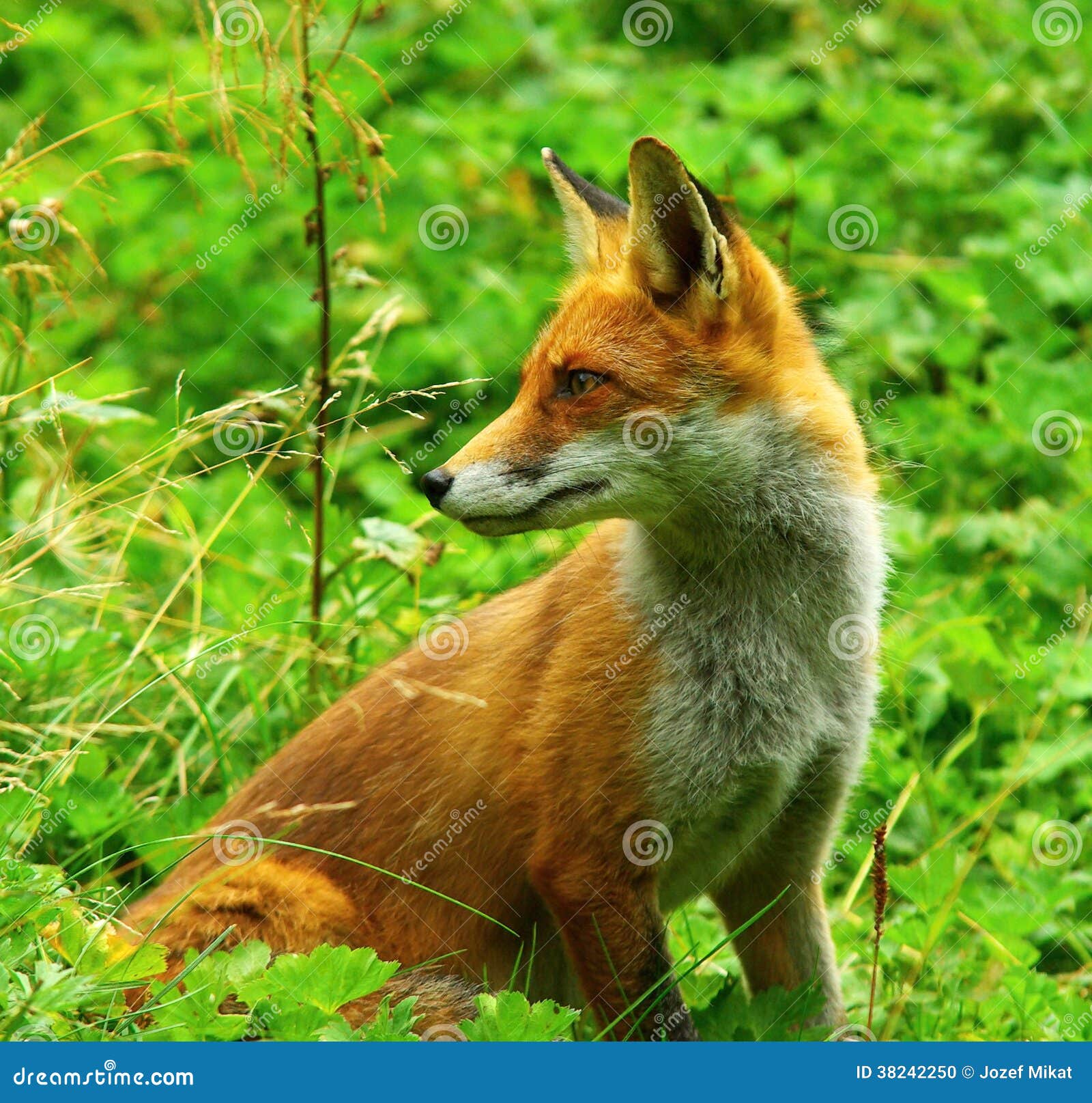 Red Fox standing in grass stock photo. Image of look - 38242250