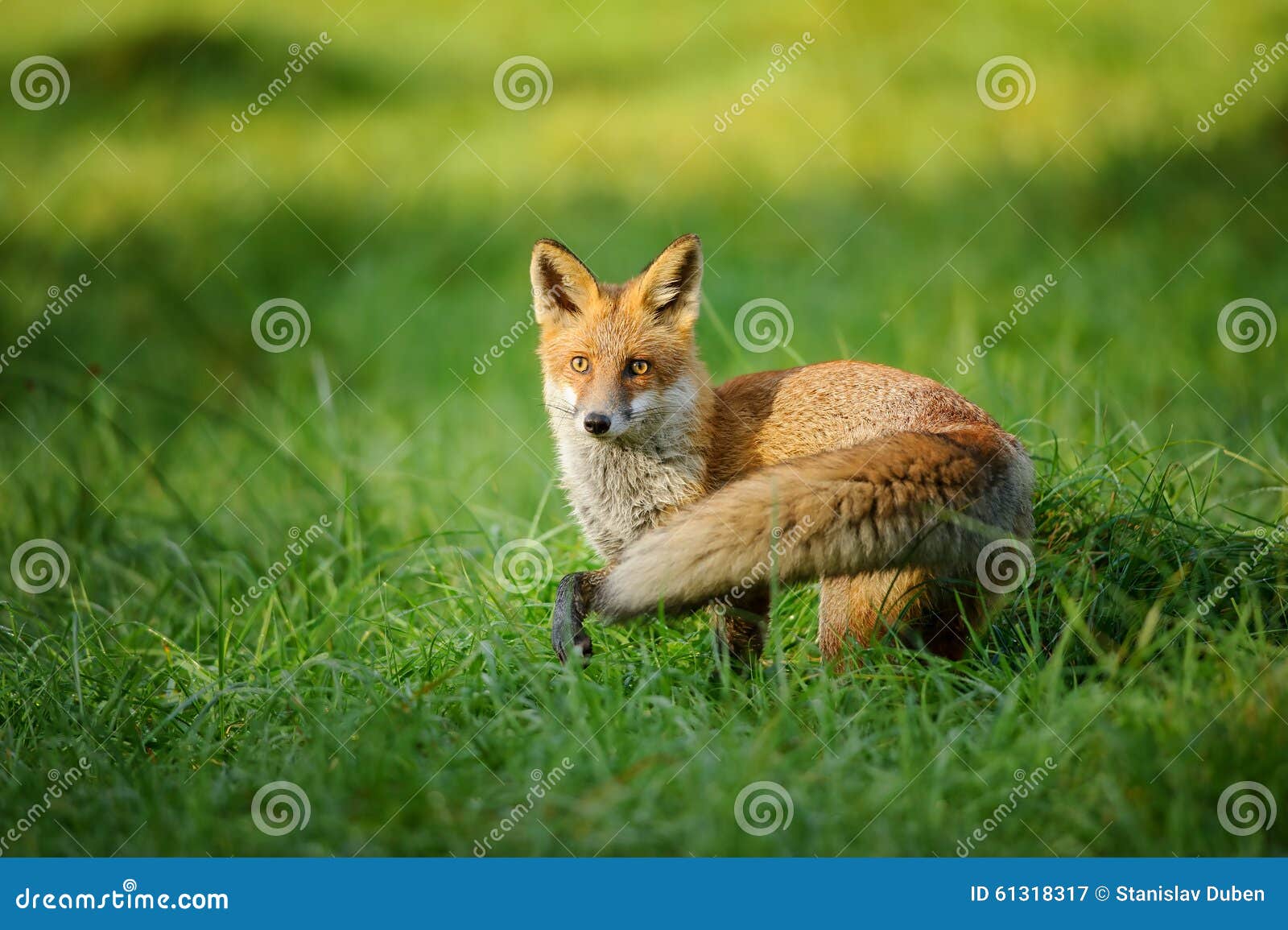 Red Fox Standing in Grass from Side Stock Image - Image of hunter ...