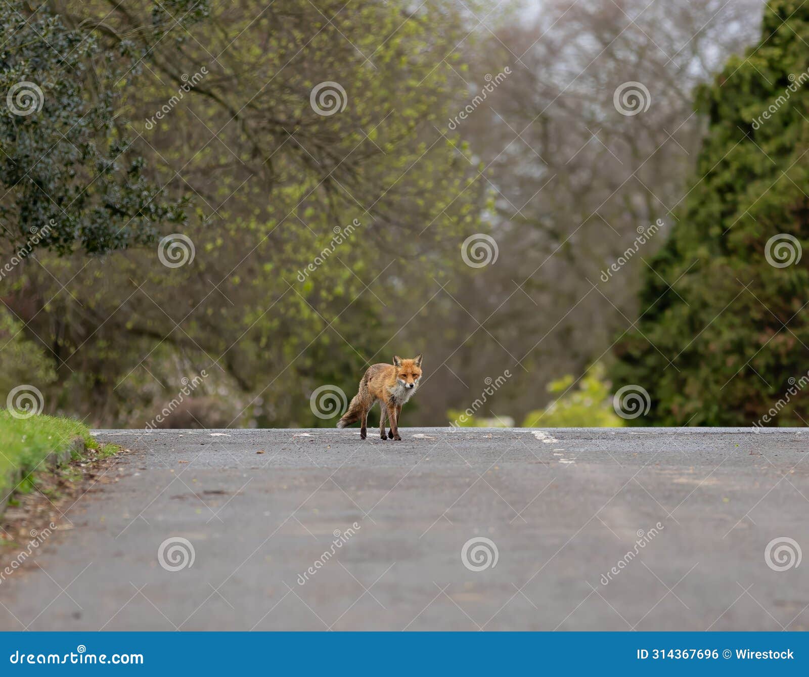 Red Fox on the Road Surrounded by Lush Trees Stock Photo - Image of ...