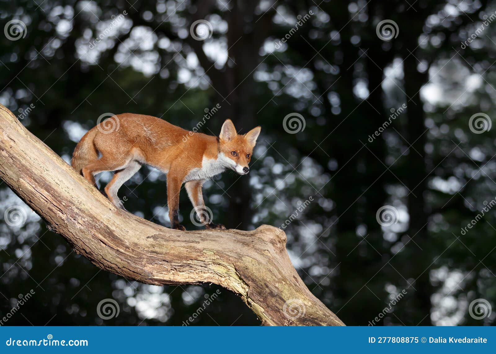 Red Fox Standing on a Tree Trunk in a Forest Stock Image - Image of ...