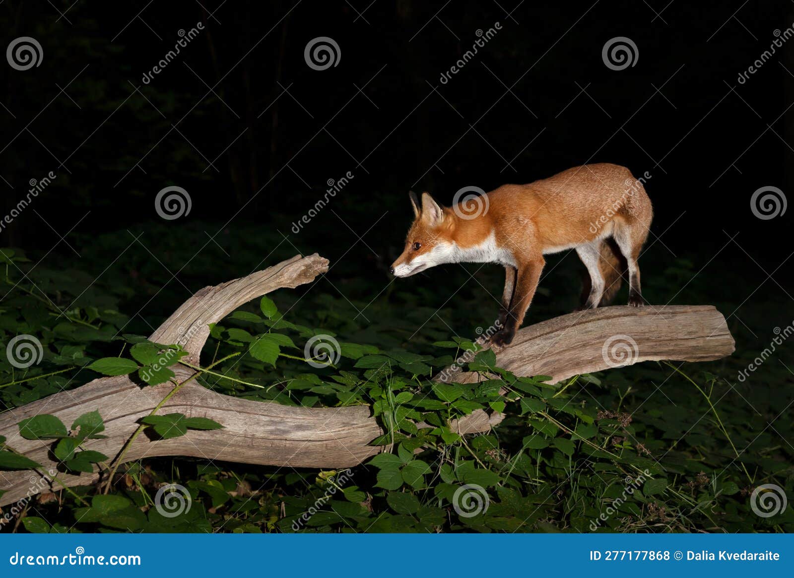 Red Fox Standing on a Tree Trunk at Night in a Forest Stock Photo ...
