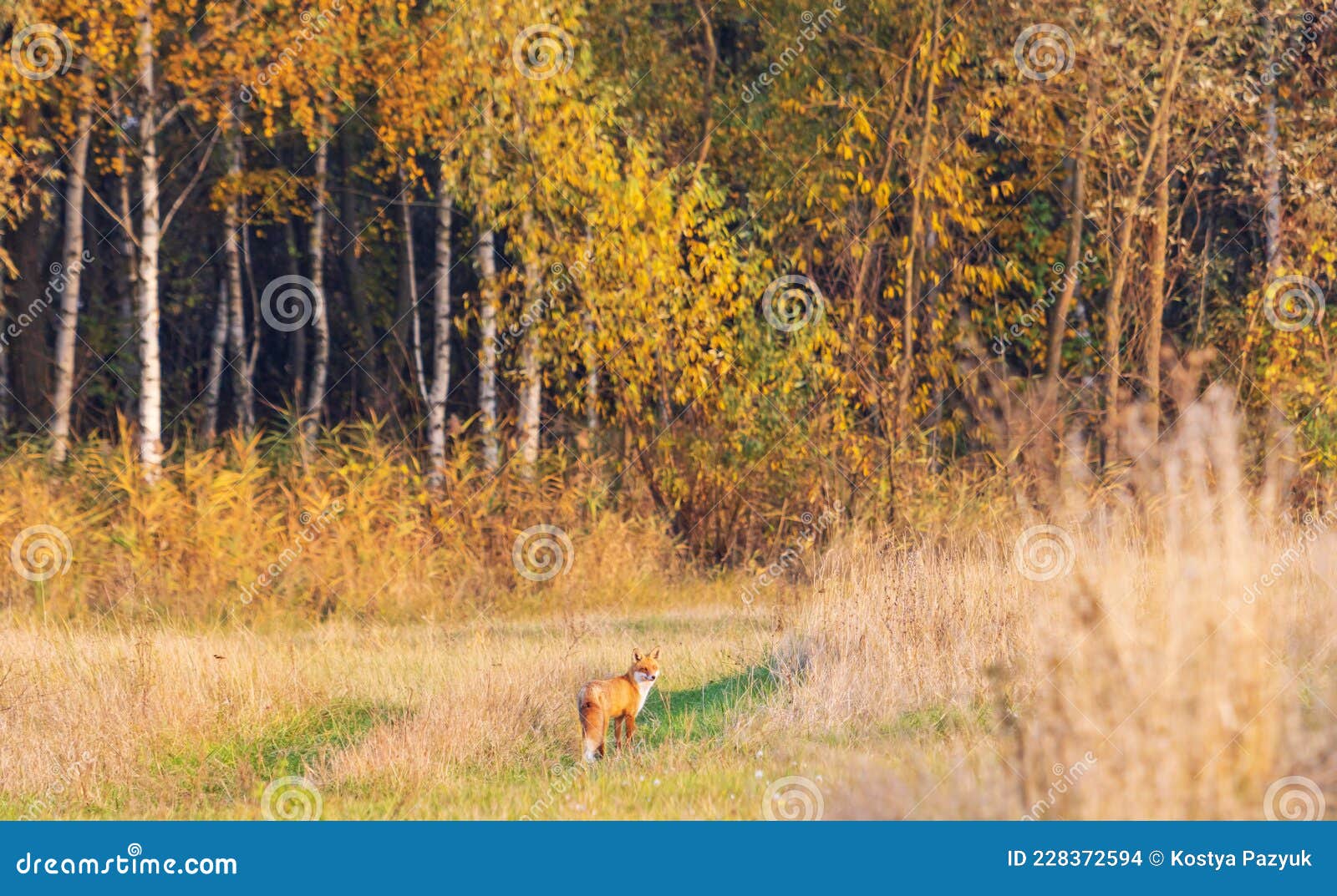Red Fox Stands among the Autumn Landscape Stock Photo - Image of wild ...