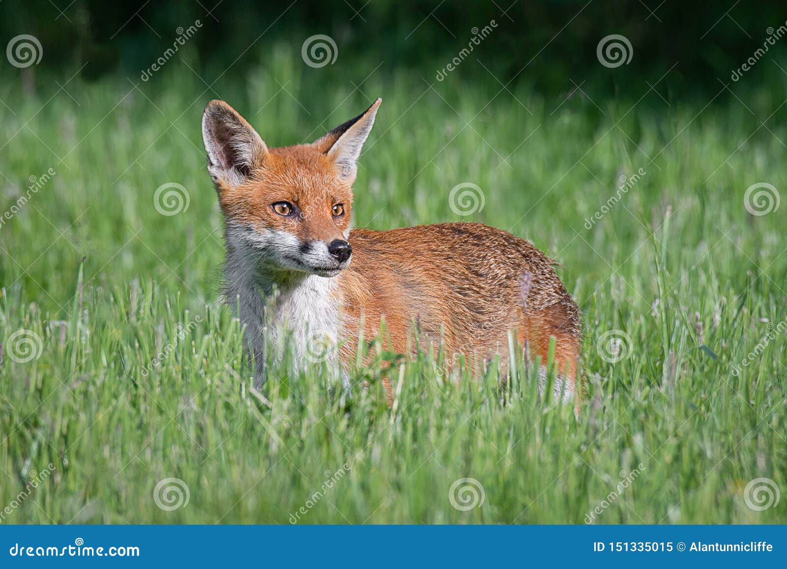 Red fox stands in grass stock image. Image of wild, predator - 151335015