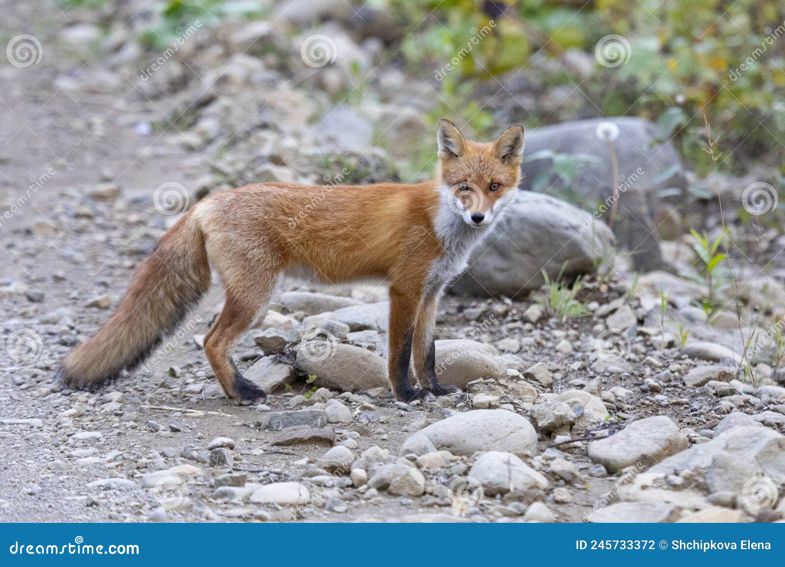 Red fox stands on rocks stock photo. Image of orange - 245733372