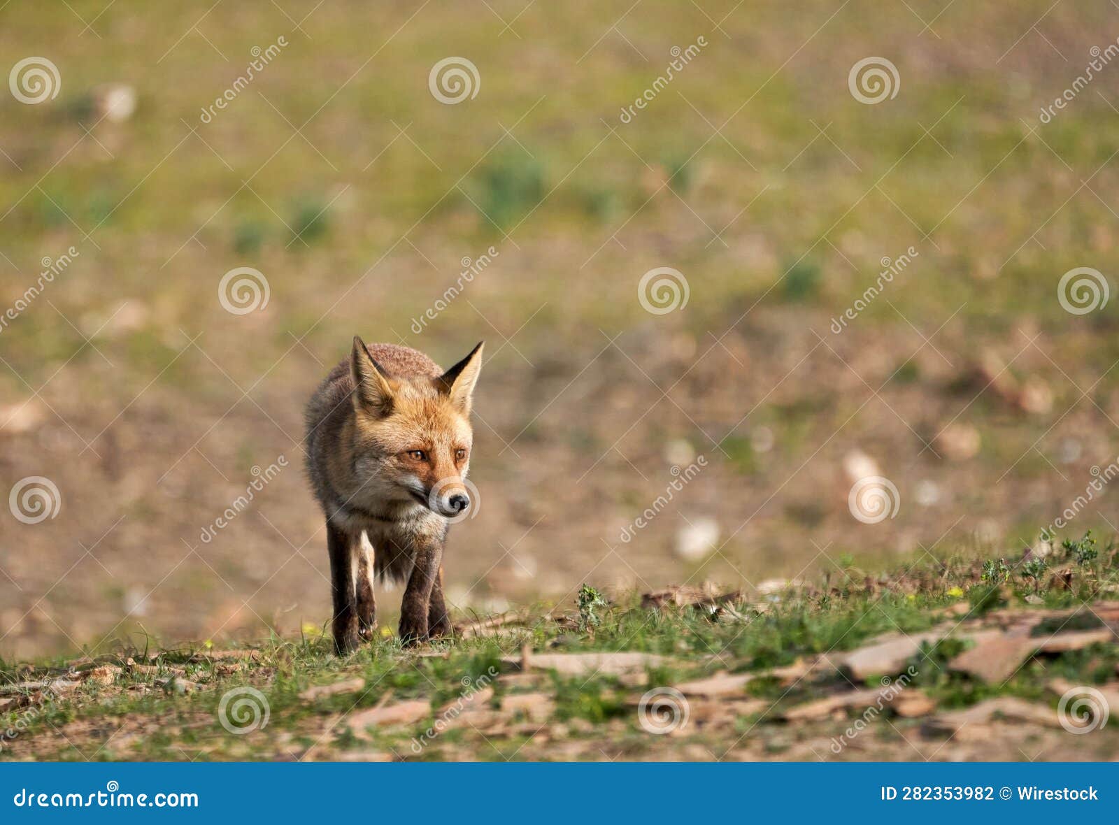 A Fox Walking on a Sandy Ground Stock Photo - Image of wildlife, meadow ...
