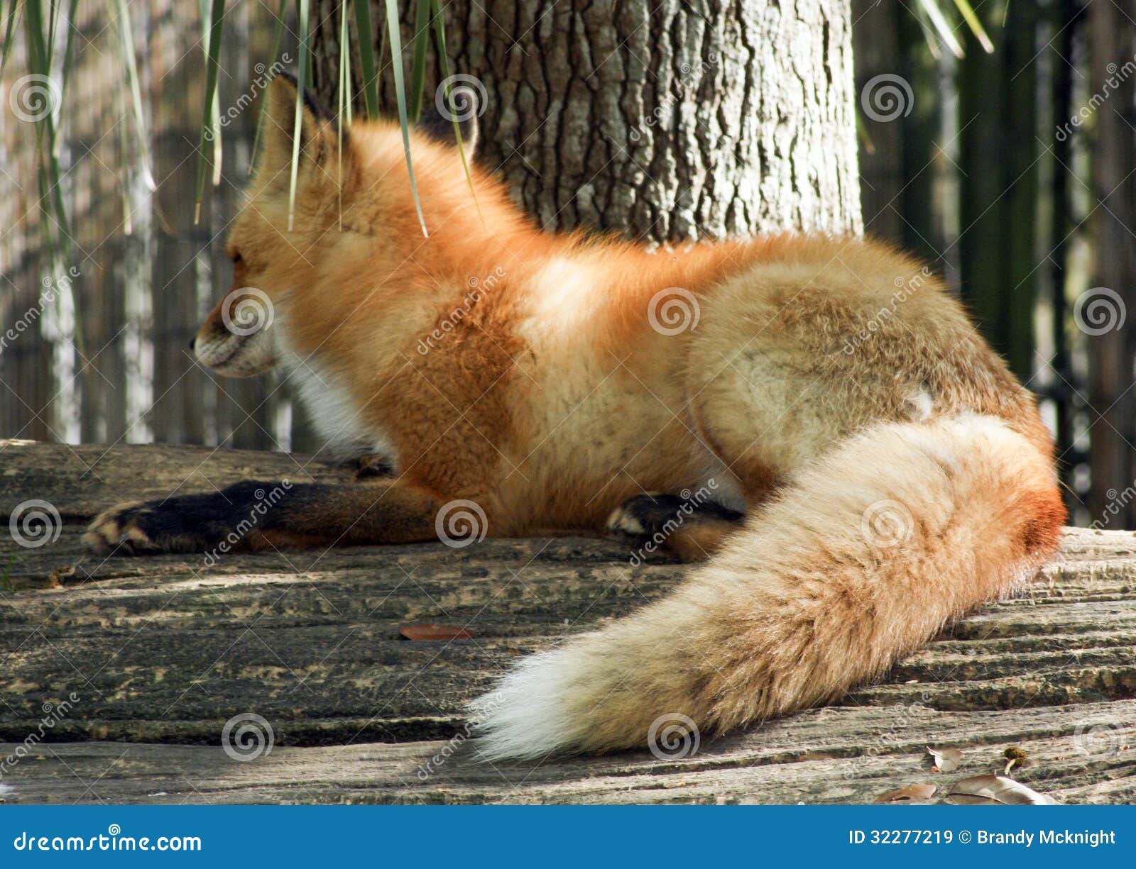 Red Fox Staring Away from Camera Stock Image - Image of animal, fauna ...