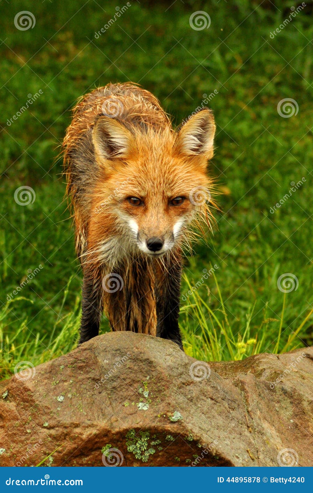 Red Fox Staring at the Camera. Stock Photo - Image of captive, close ...