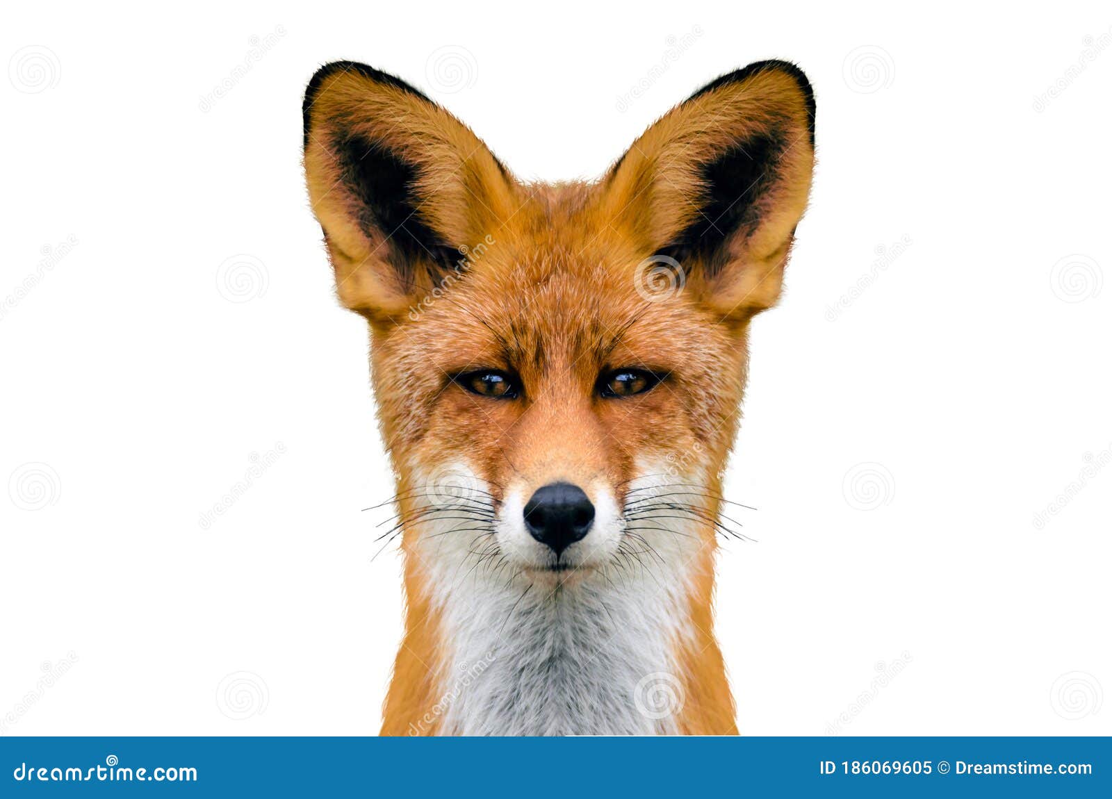 Red Fox staring at camera stock image. Image of cute - 186069605