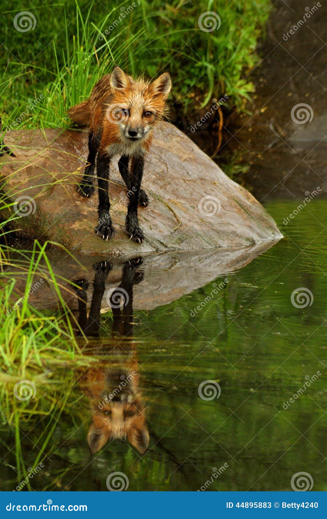 Red Fox Staring at the Camera. Stock Image - Image of little, carnivore ...