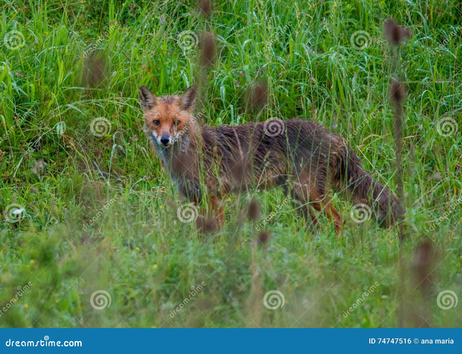 Red fox stock photo. Image of field, nature, predator - 74747516