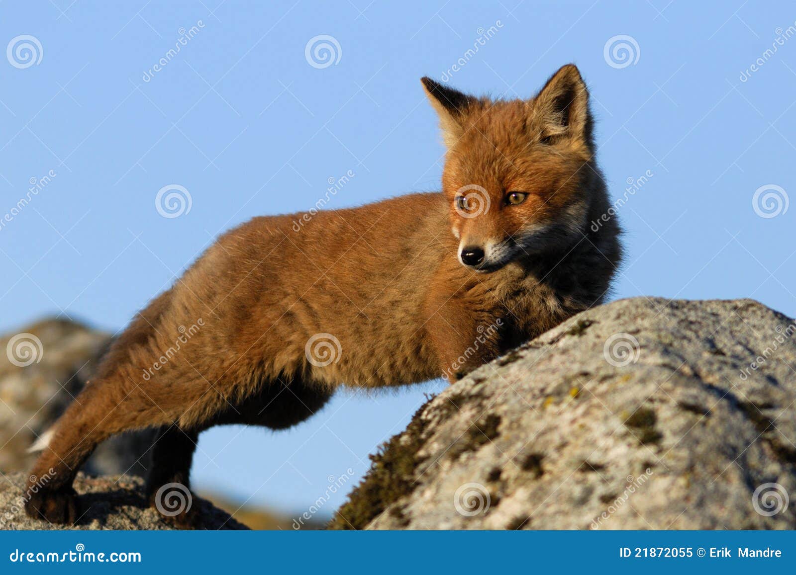 Red fox stretching stock image. Image of fauna, animal - 21872055