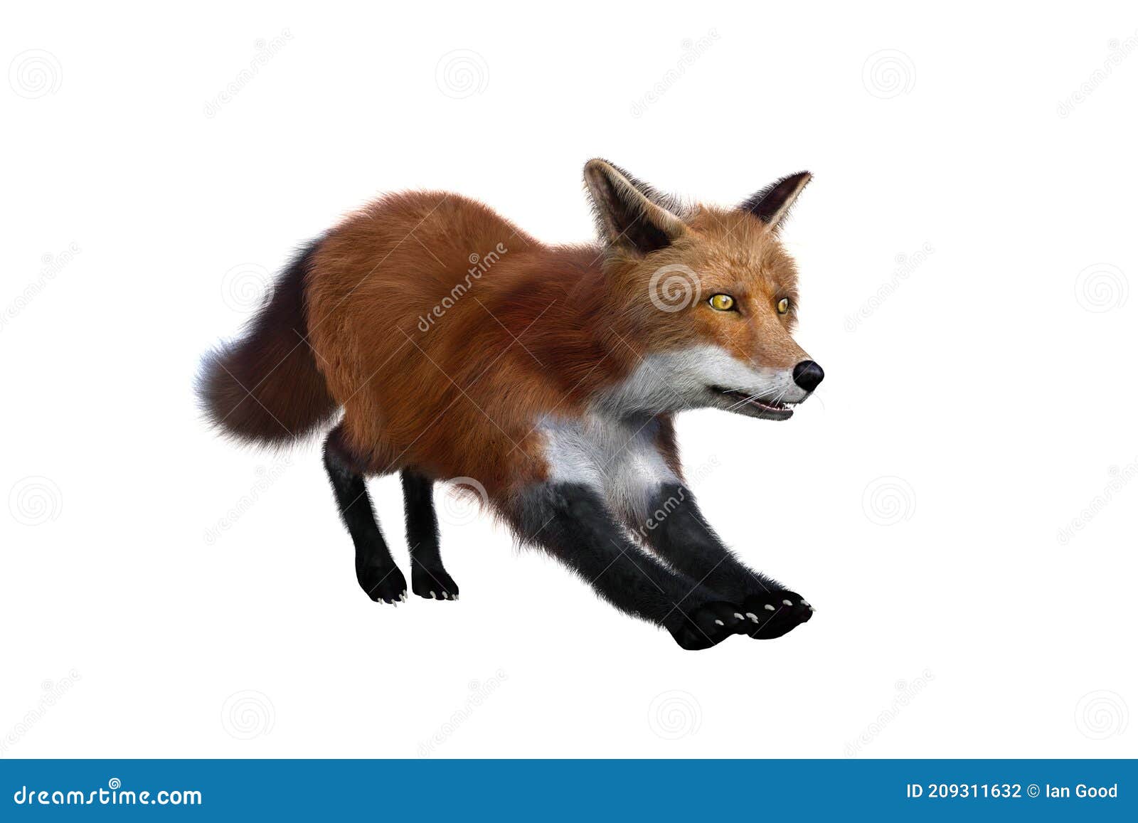 Red Fox Stretching 3D Render Isolated on White Background Stock Photo ...