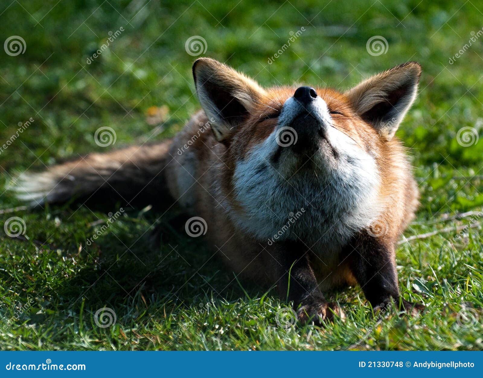 Red Fox Stretching in the Sun Stock Photo - Image of stretch, sunshine ...