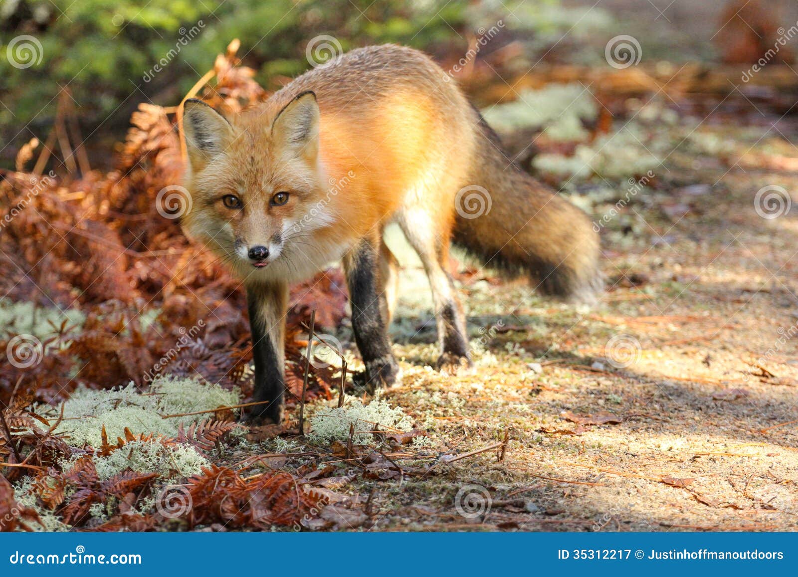Red Fox stock image. Image of ontario, wild, fall, horizontal - 35312217