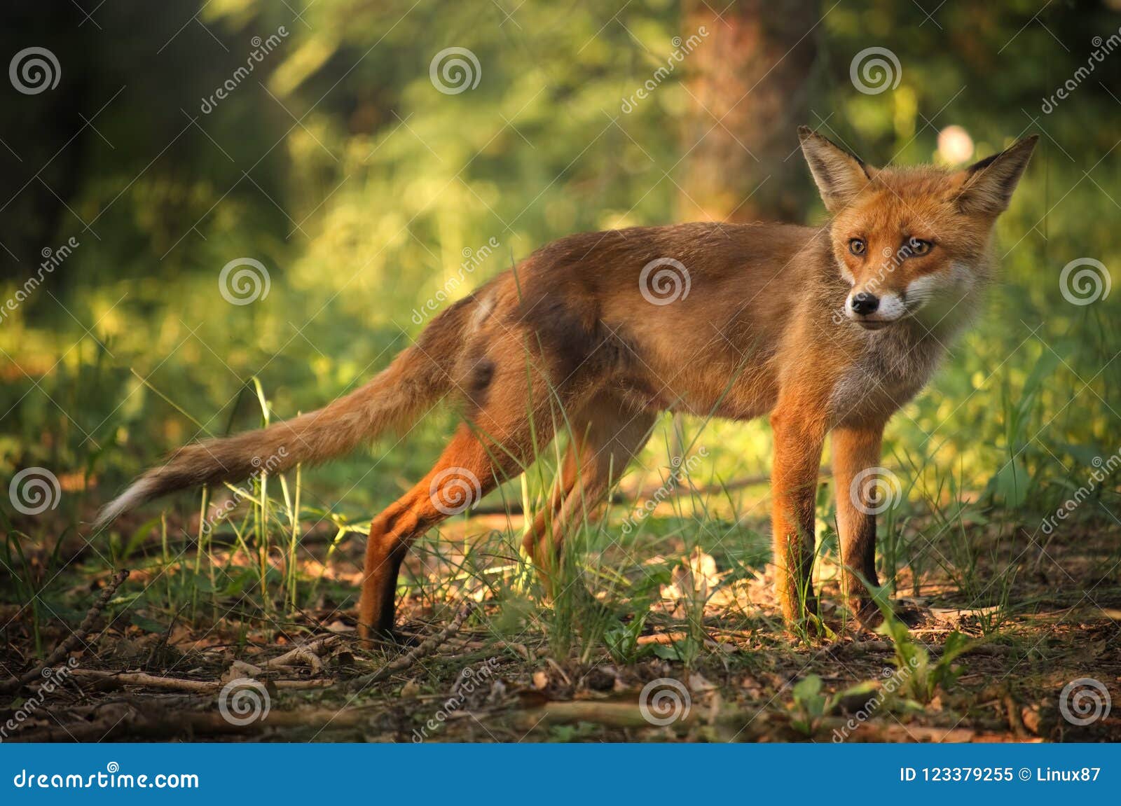 Red fox stock image. Image of outdoors, young, mammal - 123379255