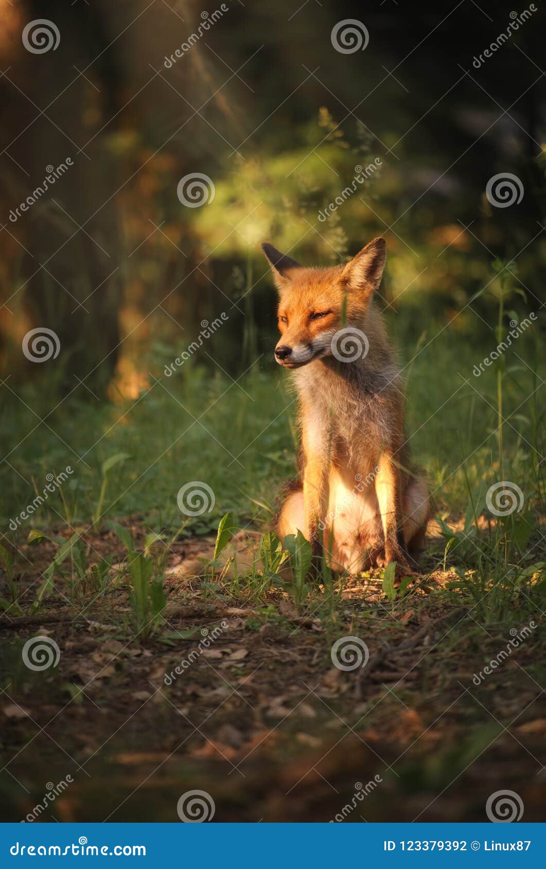 Red fox stock photo. Image of field, mammal, portrait - 123379392