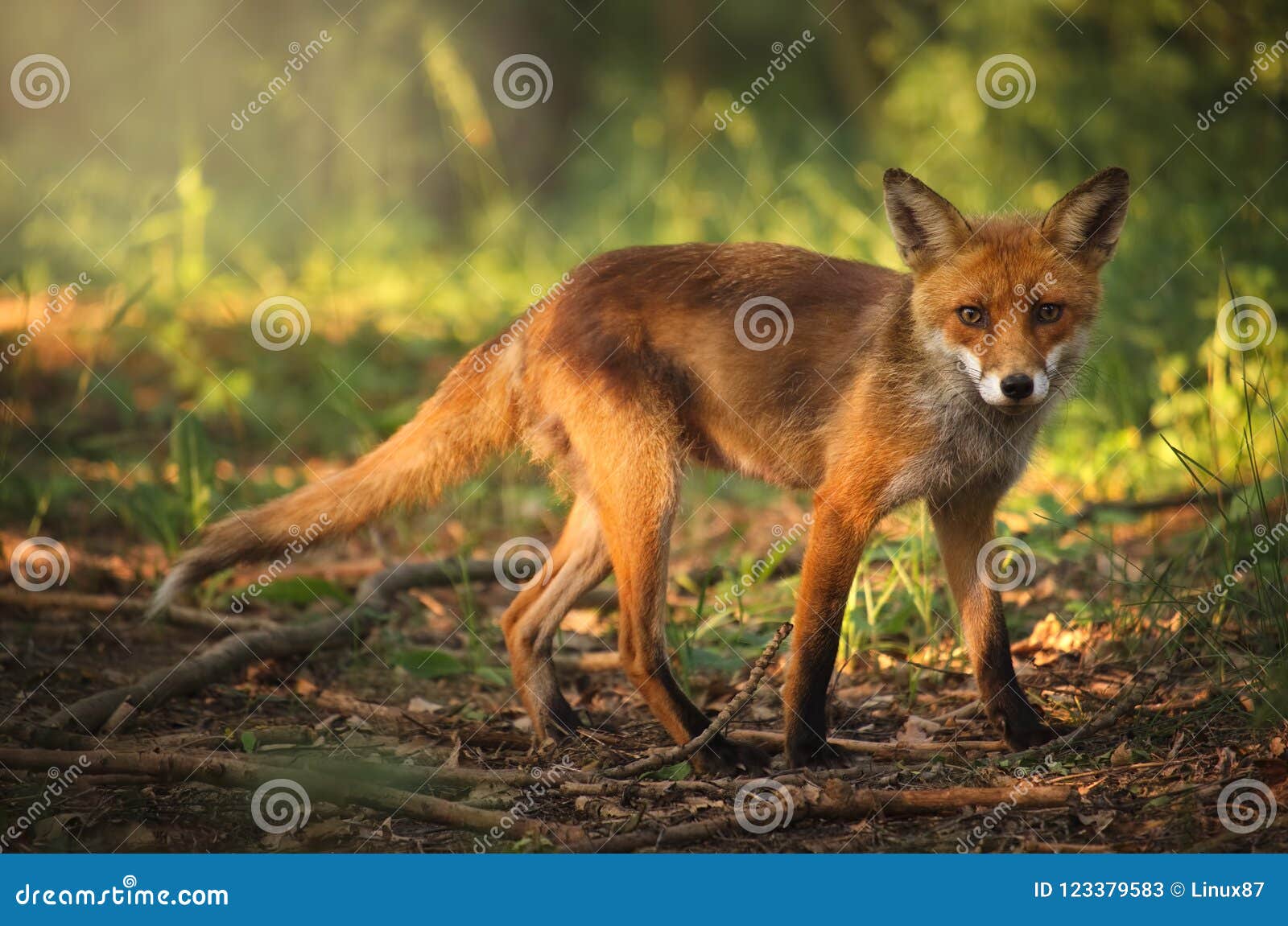 Red fox stock image. Image of wildlife, europe, background - 123379583