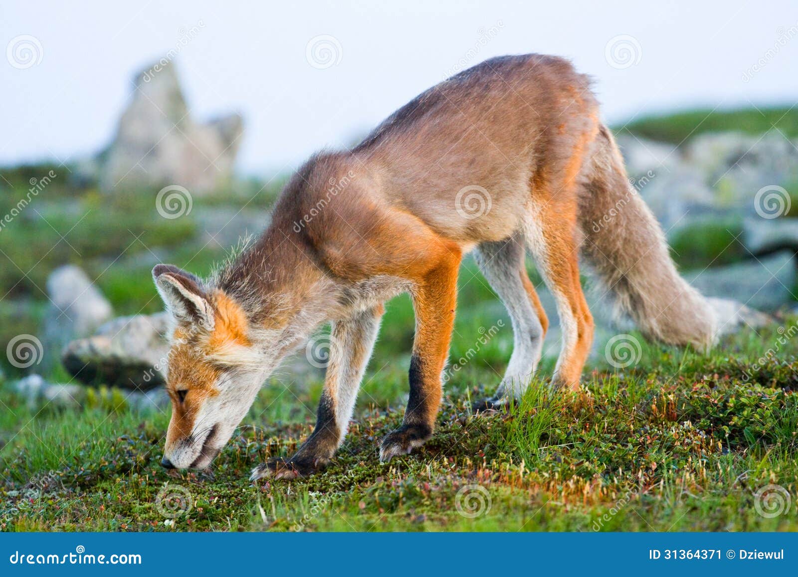 Red Fox, Sunrise, Babia Gora, Poland Stock Image - Image of outdoors ...