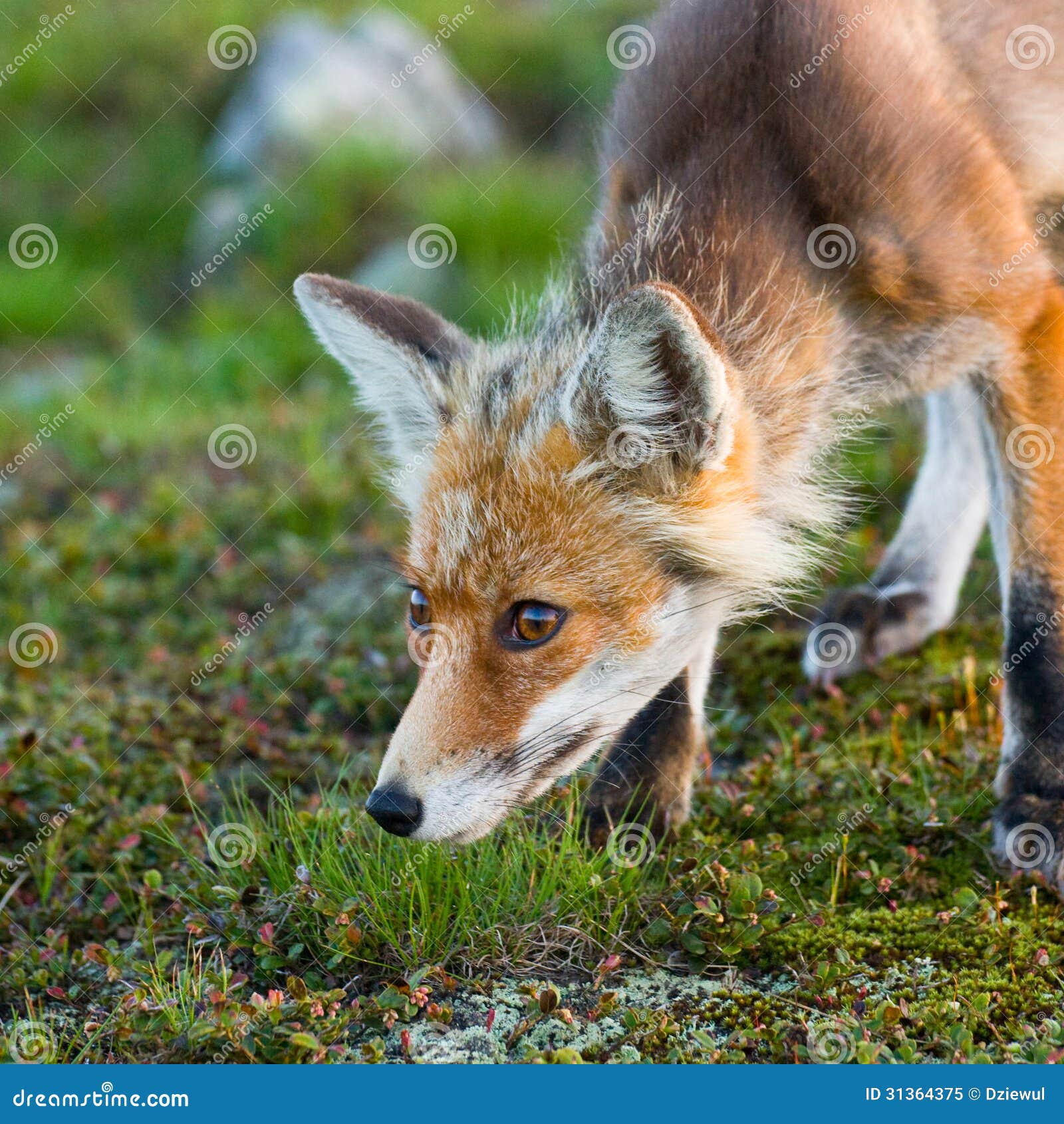 Red Fox, Sunrise, Babia Gora, Poland Stock Image - Image of animal ...