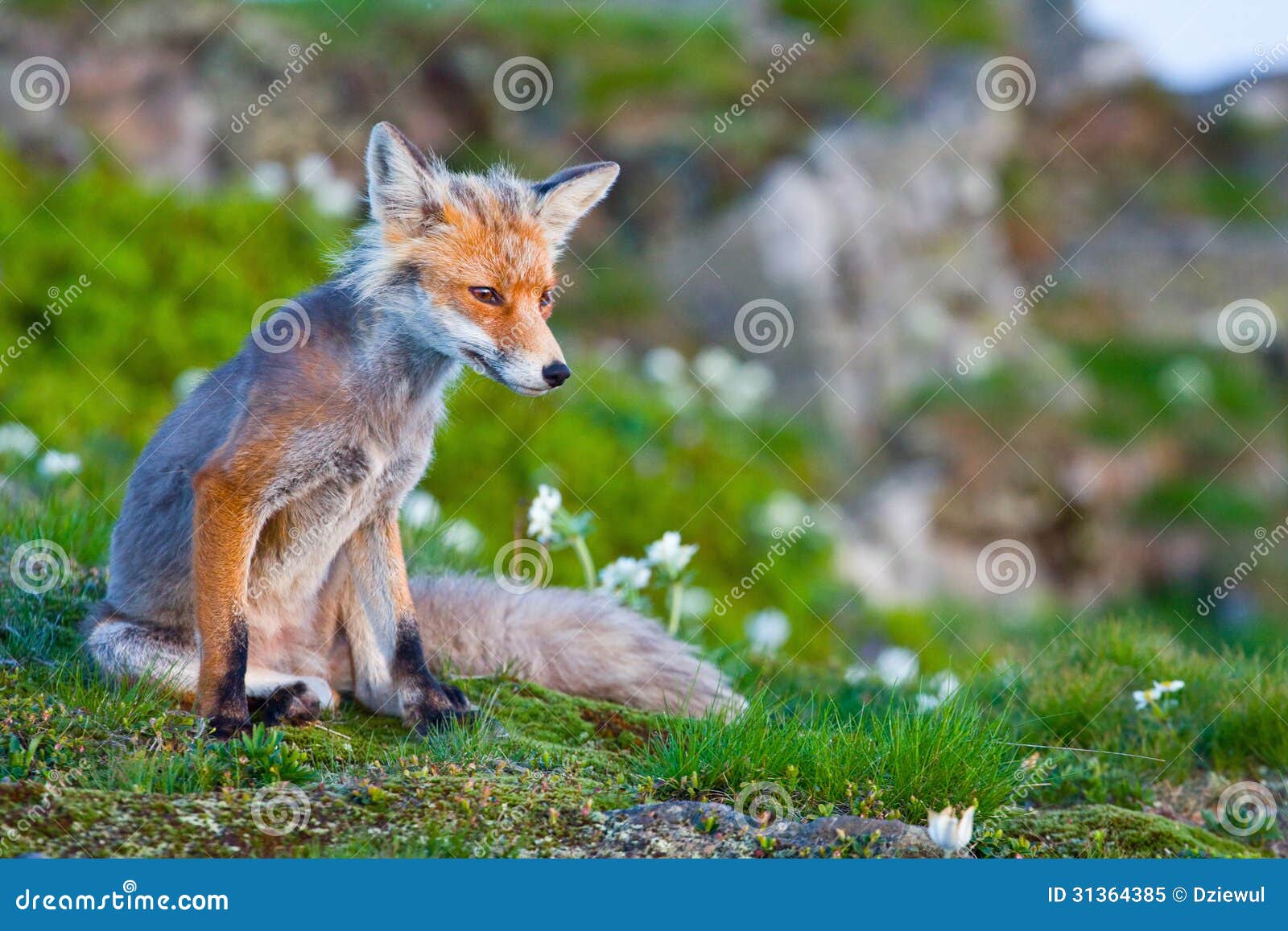 Red Fox, Sunrise, Babia Gora, Poland Stock Image - Image of sitting ...