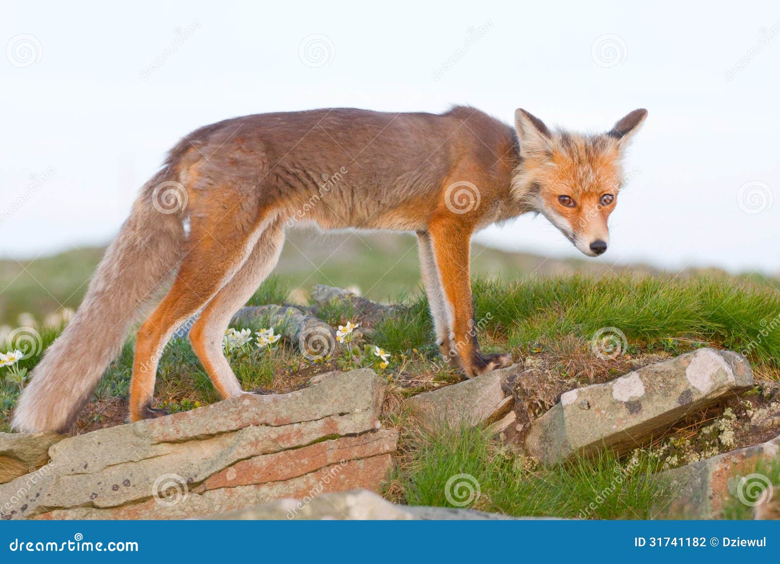 Red Fox, Sunrise, Babia Gora, Poland Stock Photo - Image of themes ...