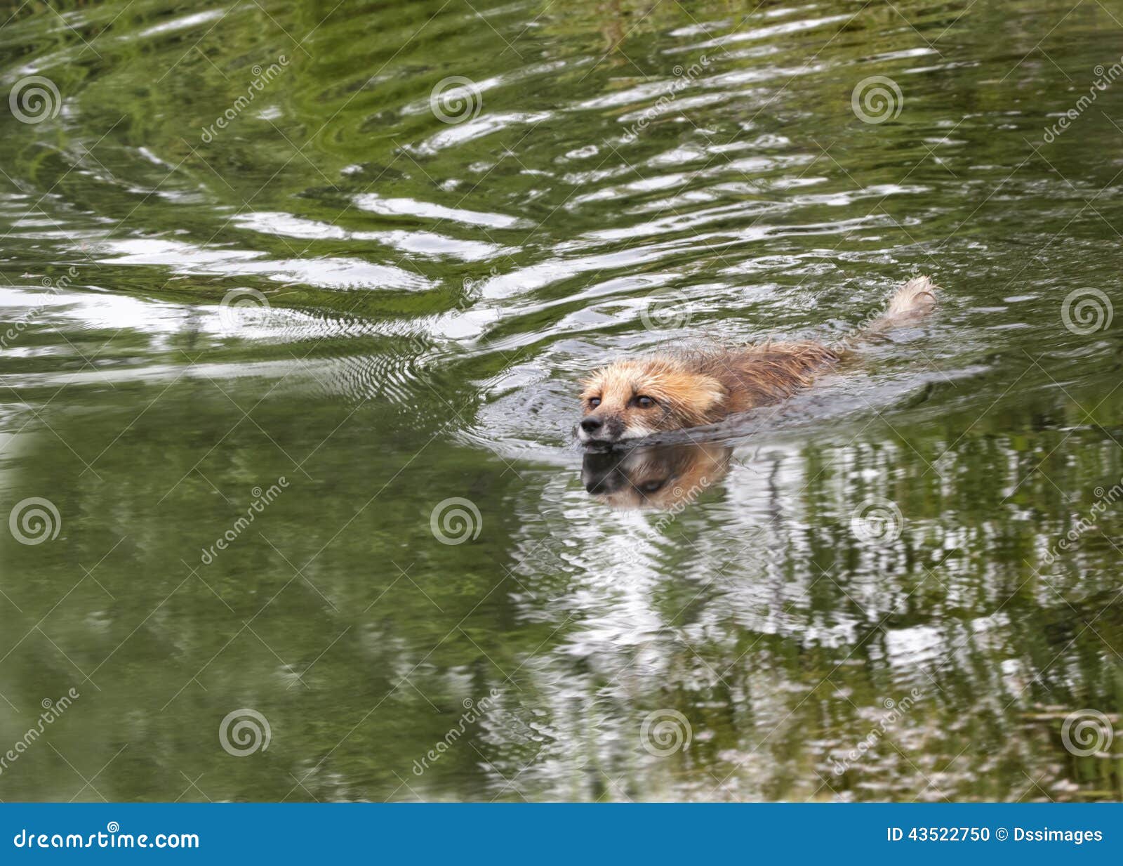 Red Fox Swimming stock photo. Image of water, mammal - 43522750