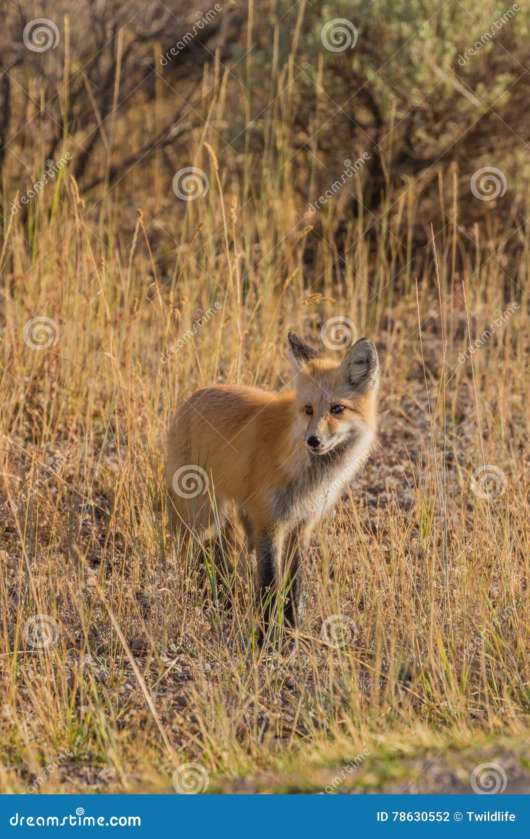 Red Fox stock photo. Image of wildlife, outdoors, predator - 78630552