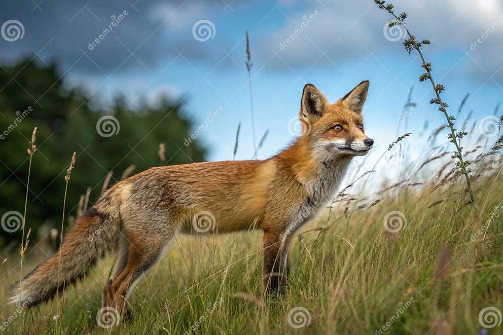 Red Fox in Tall Grass Under a Dramatic Sky Stock Image - Image of ...