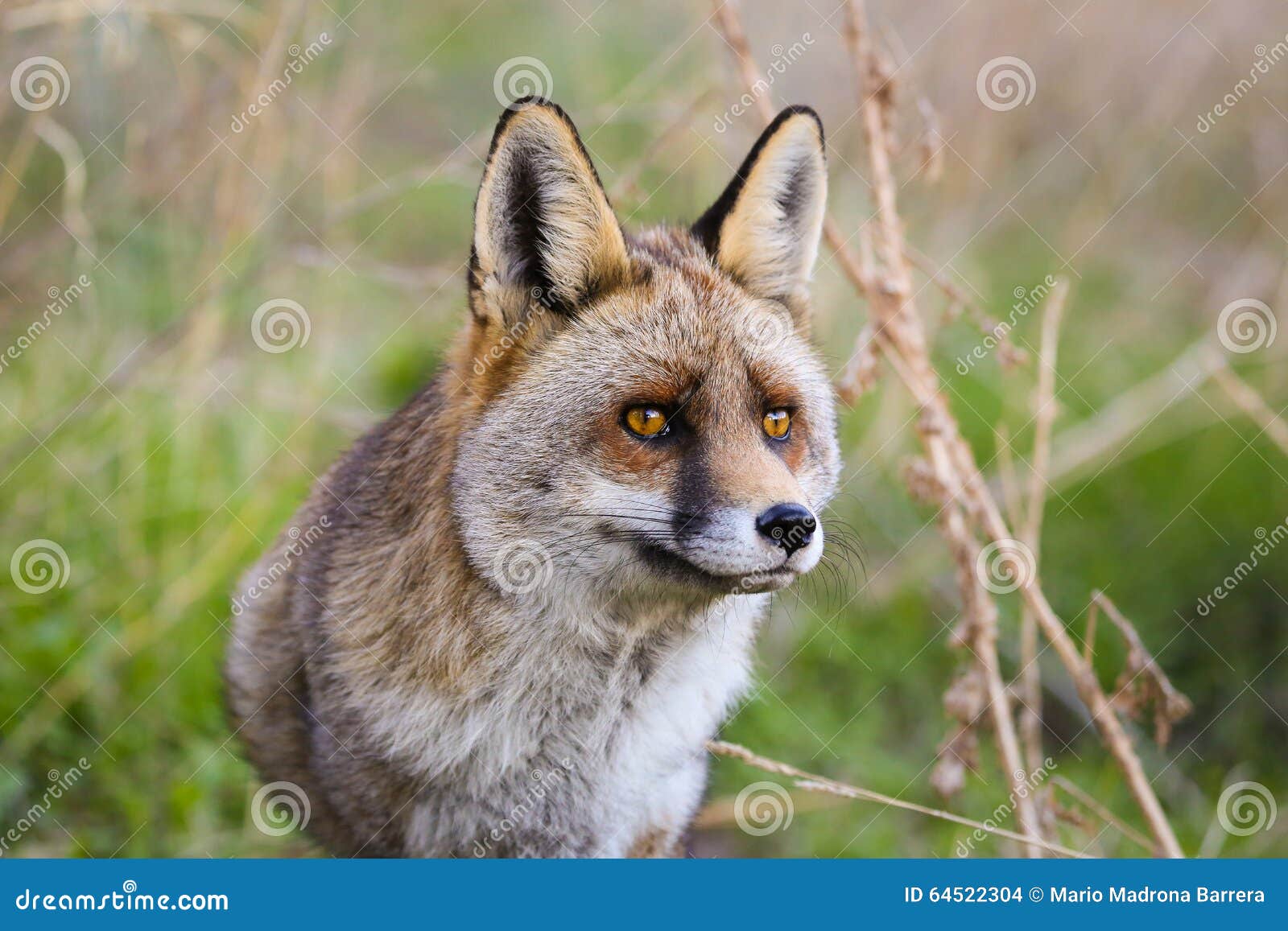Red fox stock photo. Image of closeup, bushy, state, white - 64522304